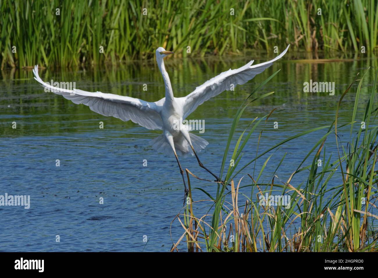 Great white egret (Egretta alba / Ardea alba) landing to hunt in a ...