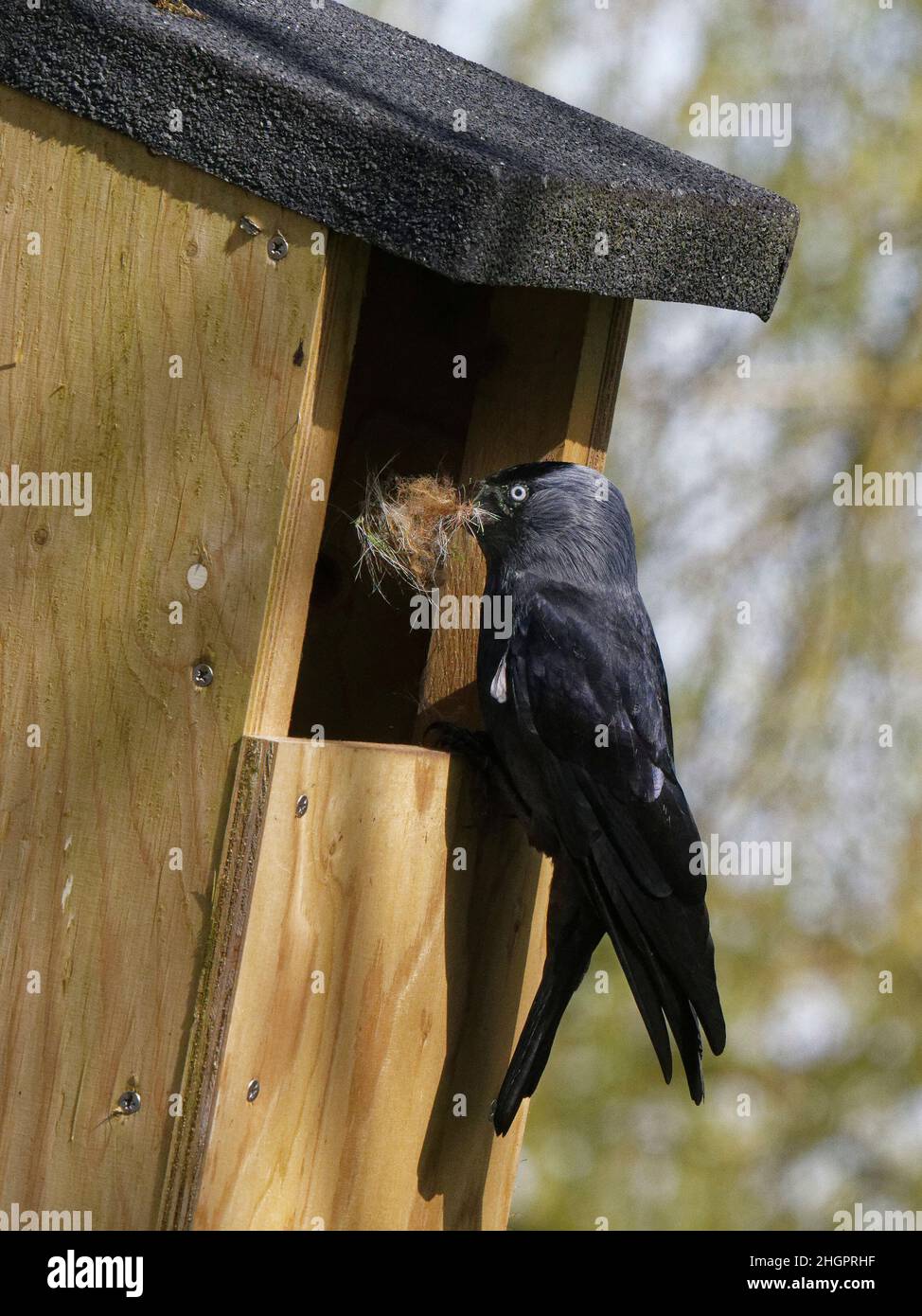 Jackdaw (Corvus monedula) perched at the entrance to a nest box with a ...