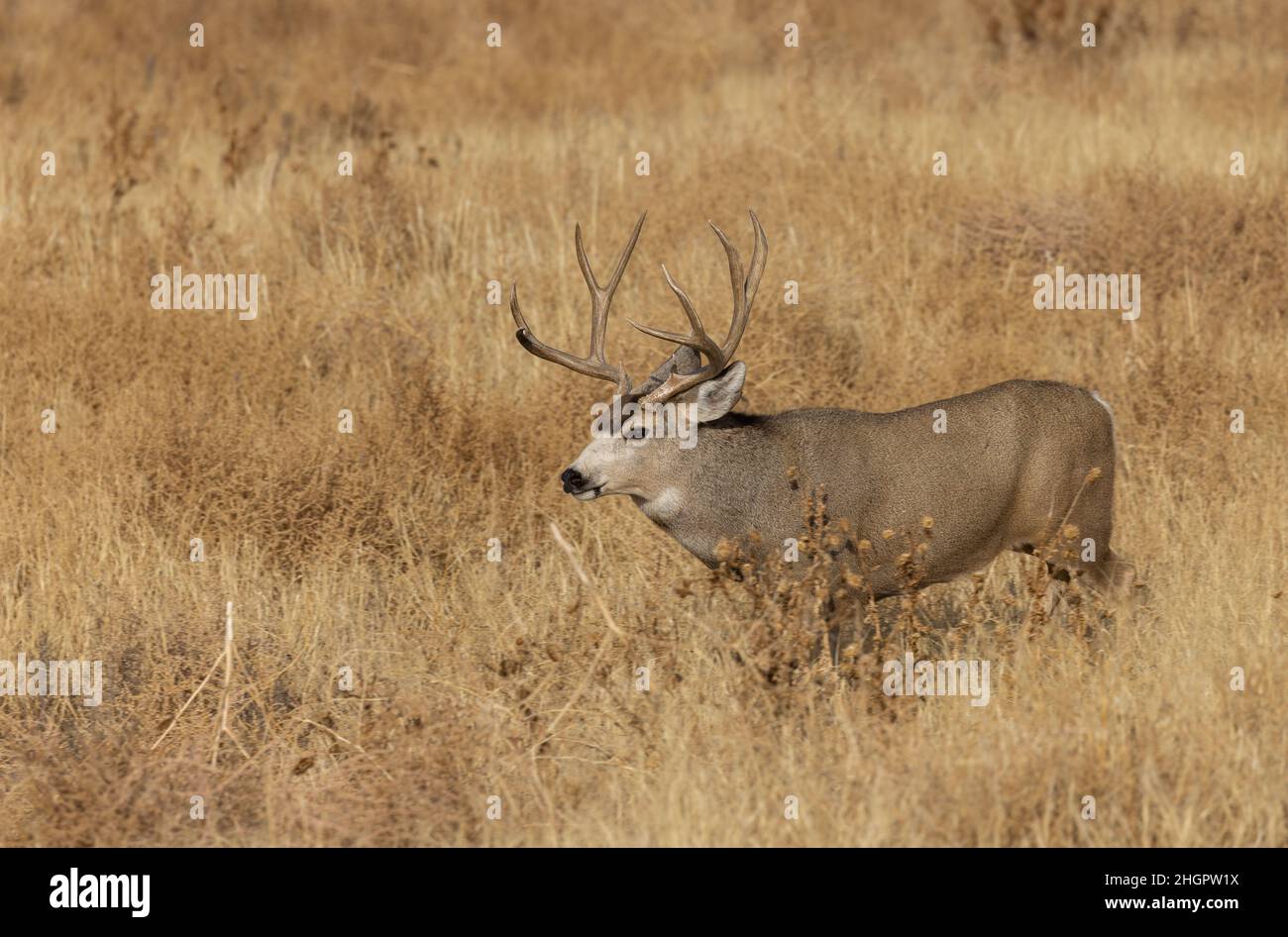 Mule Deer Buck in Autumn in Colorado Stock Photo - Alamy