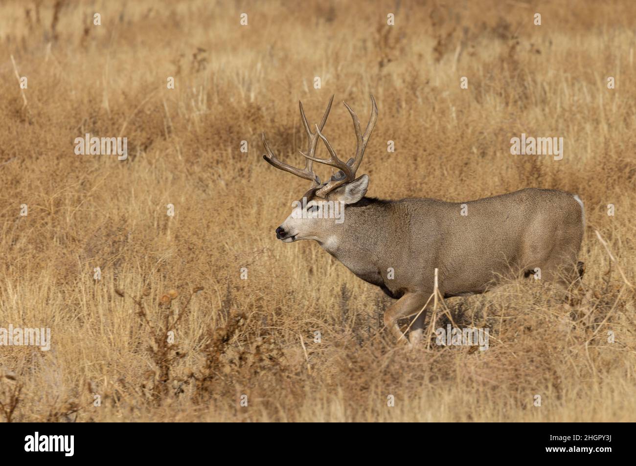 Mule Deer Buck in Autumn in Colorado Stock Photo - Alamy