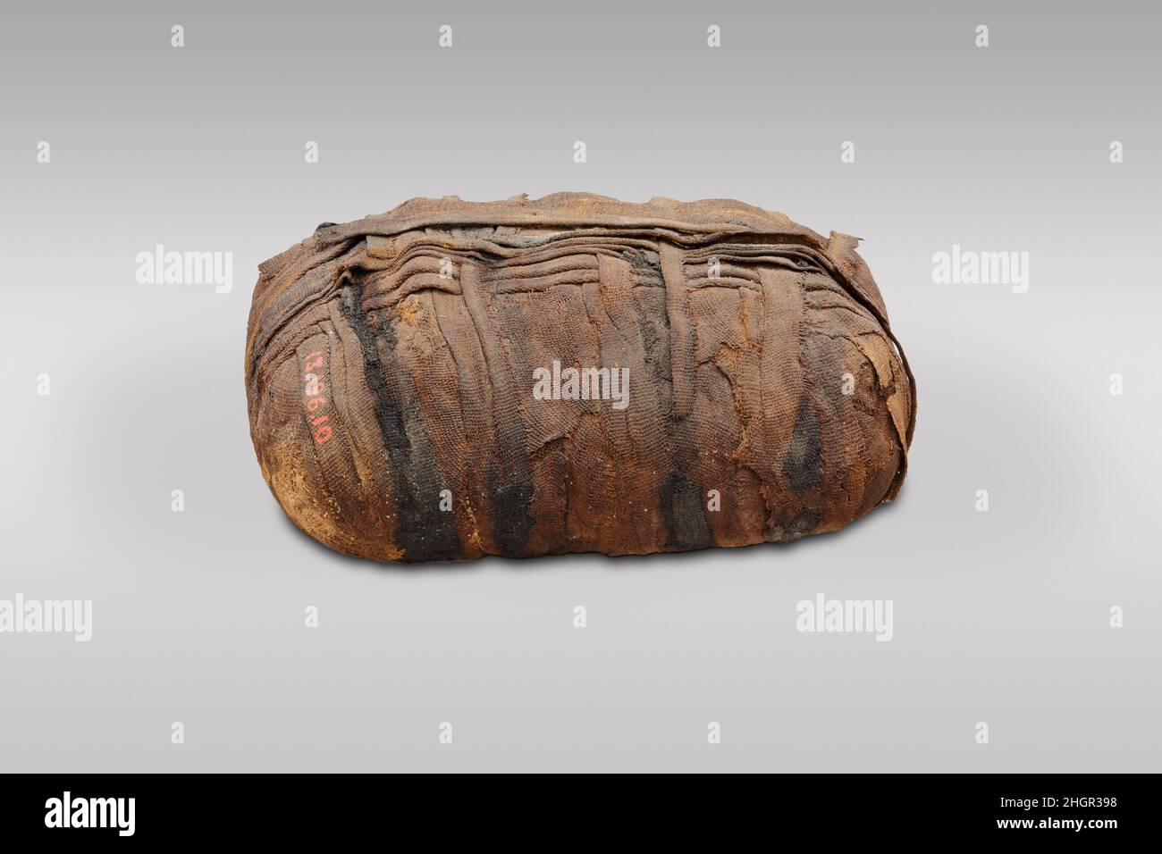 Mummified bull hi-res stock photography and images - Alamy