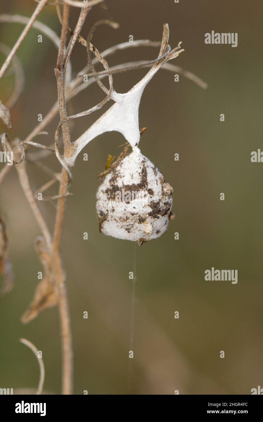 Egg cocoon of the fairy lamp spider (Agroeca brunnea Stock Photo - Alamy