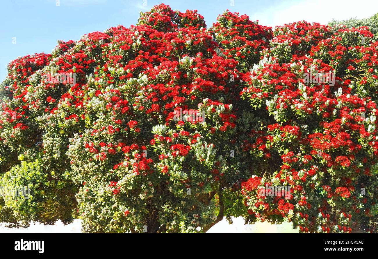 Red blossoms of Metrosideros excelsa, New Zealand christmas tree Stock ...