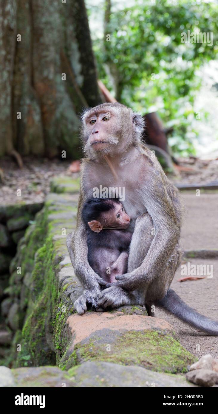 Monkey in the jungle Stock Photo - Alamy