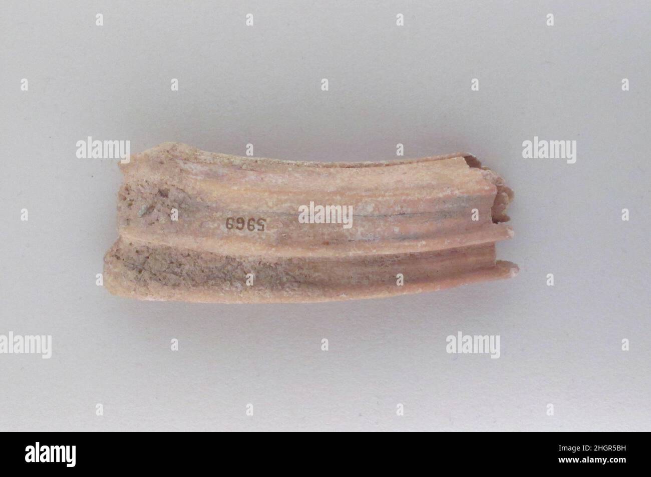 Tooth of an ox Cypriot. Tooth of an ox. Cypriot. Bone Stock Photo - Alamy