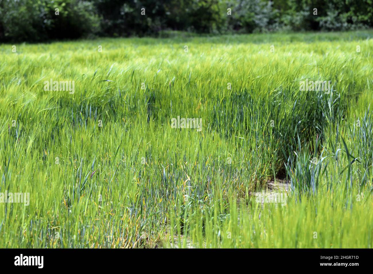 Cerel hi-res stock photography and images - Alamy