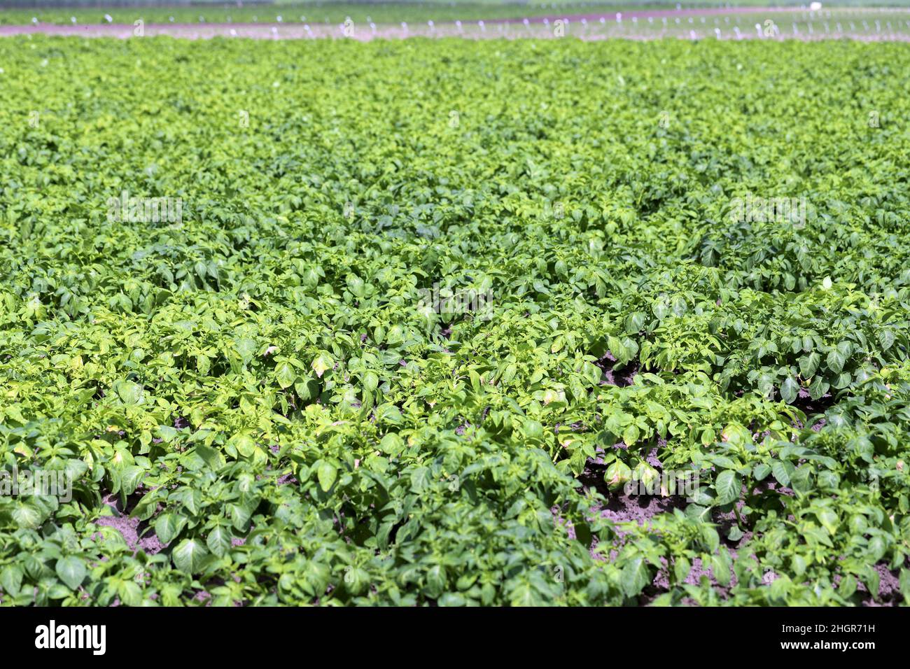 Potato plants heavily infested by Potato Blackleg Disease caused by ...