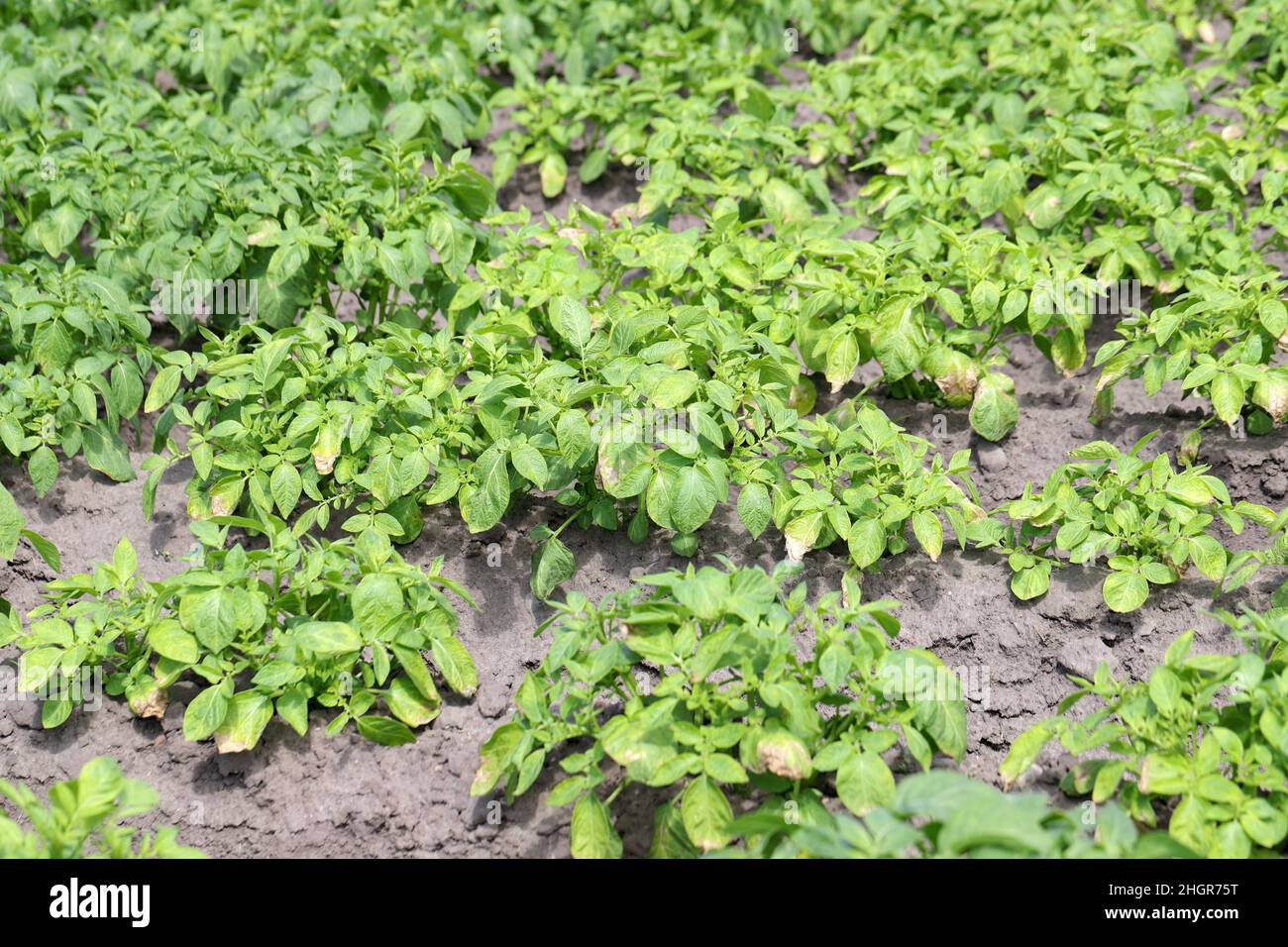 Potato plants heavily infested by Potato Blackleg Disease caused by ...