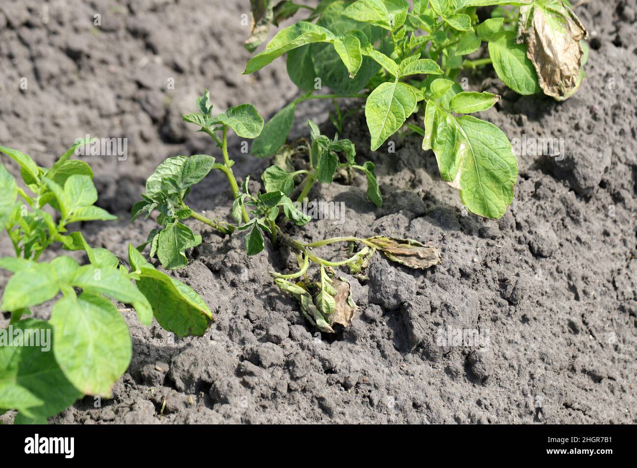Potato plants heavily infested by Potato Blackleg Disease caused by ...
