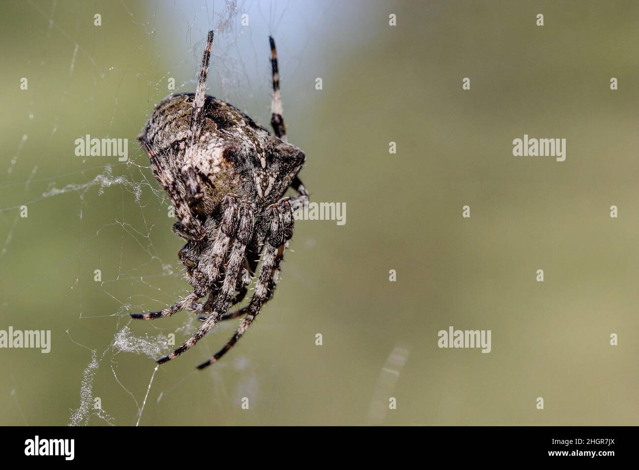 Huddled a garden spider lies in wait for prey in the middle of its web ...