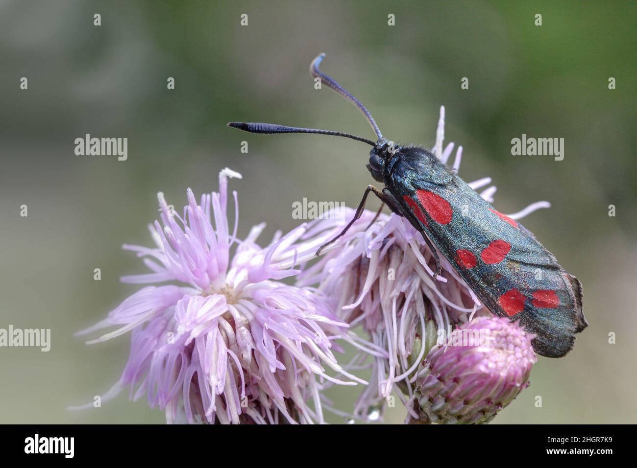 The six-spotted ram, Zygaena filipendulae, is a butterfly and is also ...