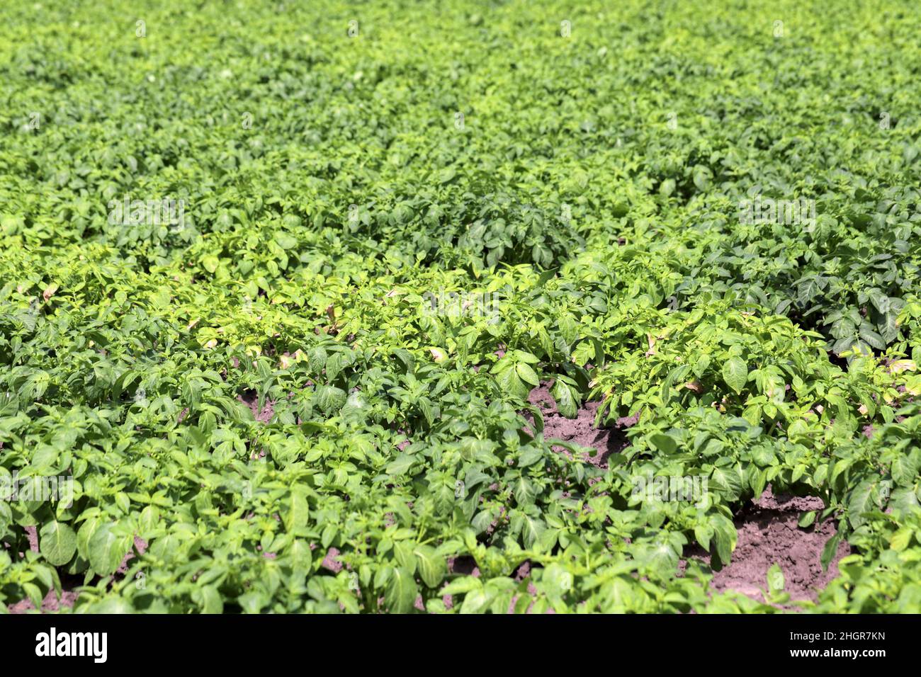 Potato plants heavily infested by Potato Blackleg Disease caused by ...