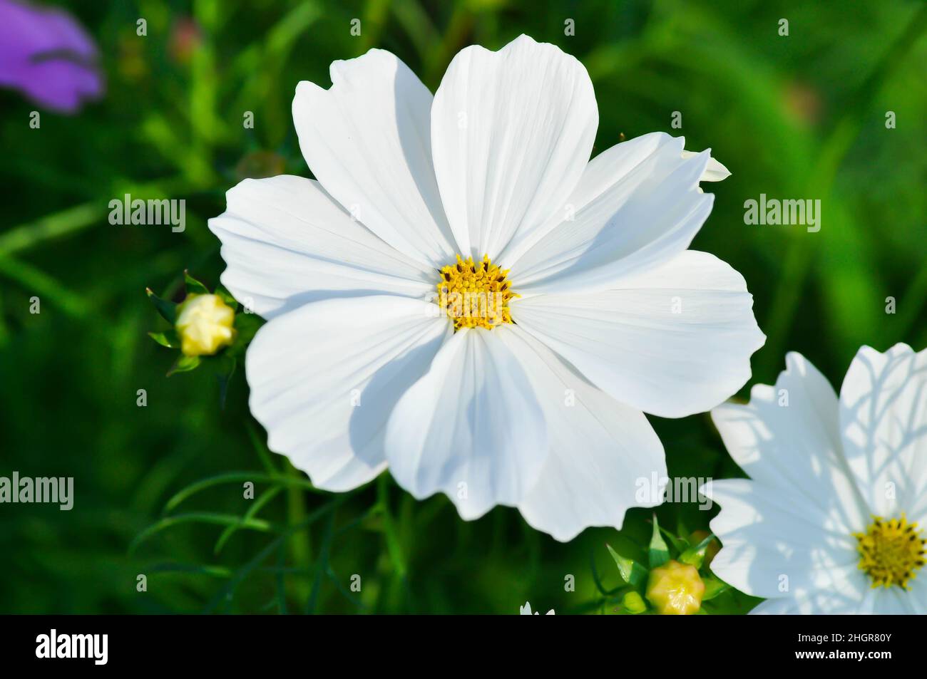 cosmos flower or Mexican aster flower , white cosmos Stock Photo - Alamy