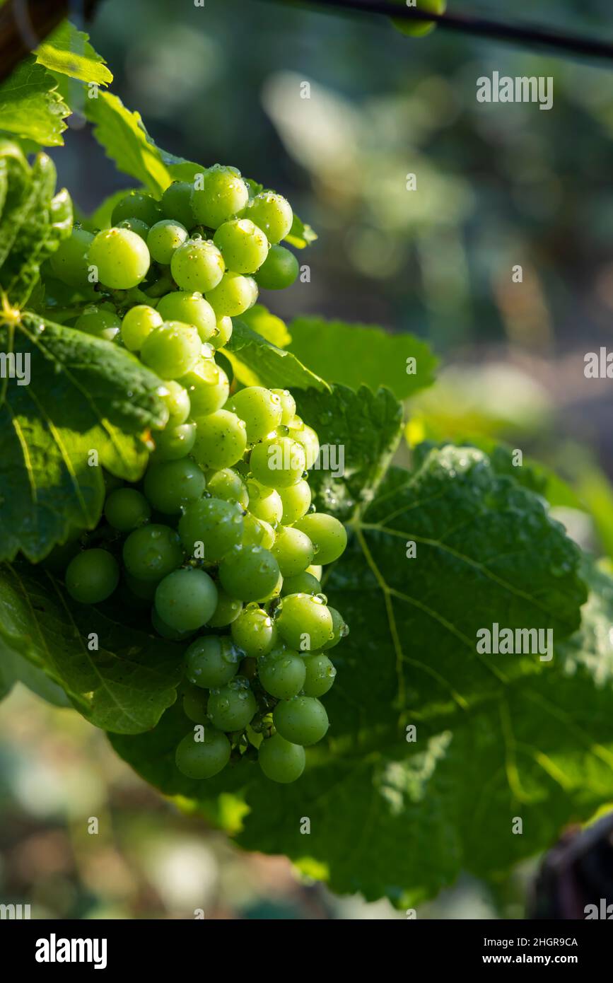 detail Grapes of the vine in the time before locking Stock Photo - Alamy