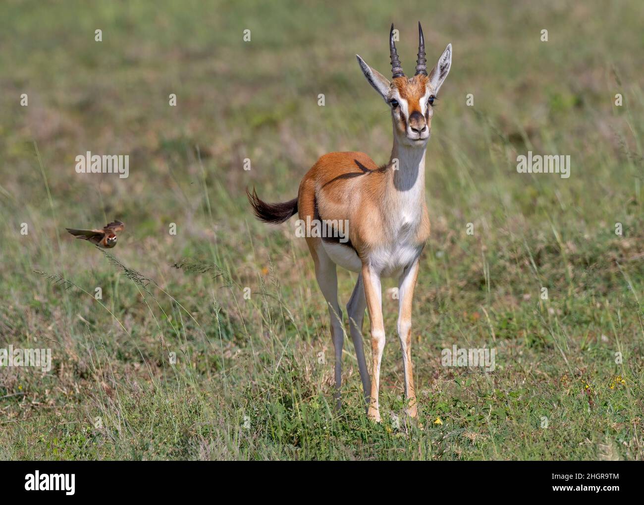Female Thomson's gazelle (Eudorcas thomsonii) standing in a field ...
