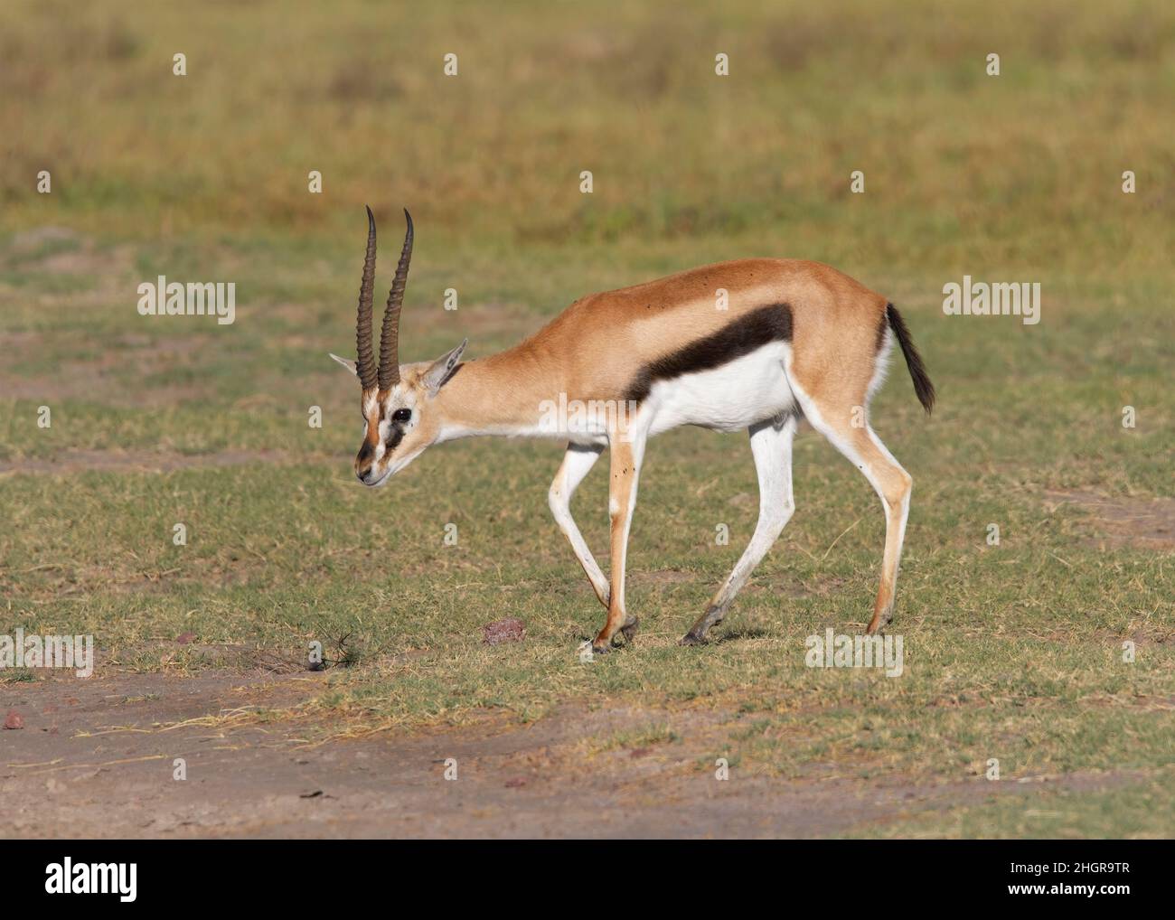 Female thomsons gazelle eudorcas thomsonii walking in a field hi-res ...