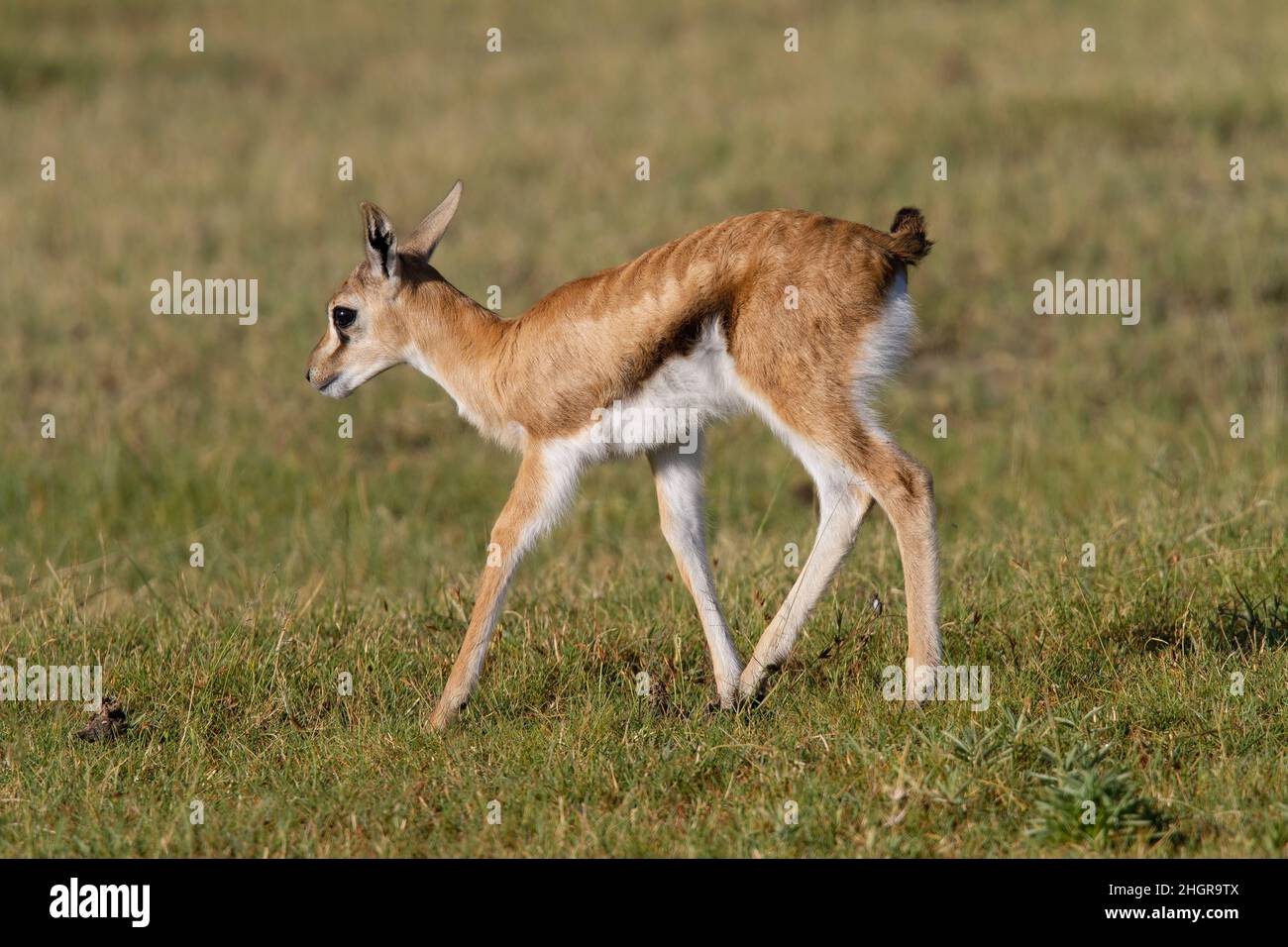 Thomson's gazelle fawn (Eudorcas thomsonii) walking in a field ...