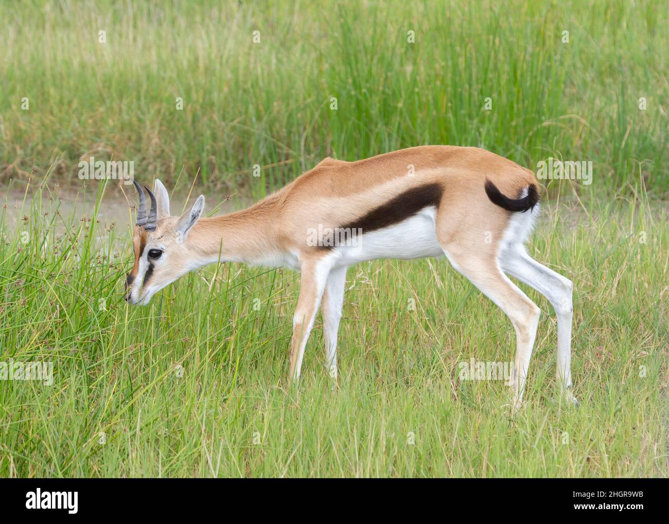 Female Thomson's gazelle (Eudorcas thomsonii) grazing in a field ...