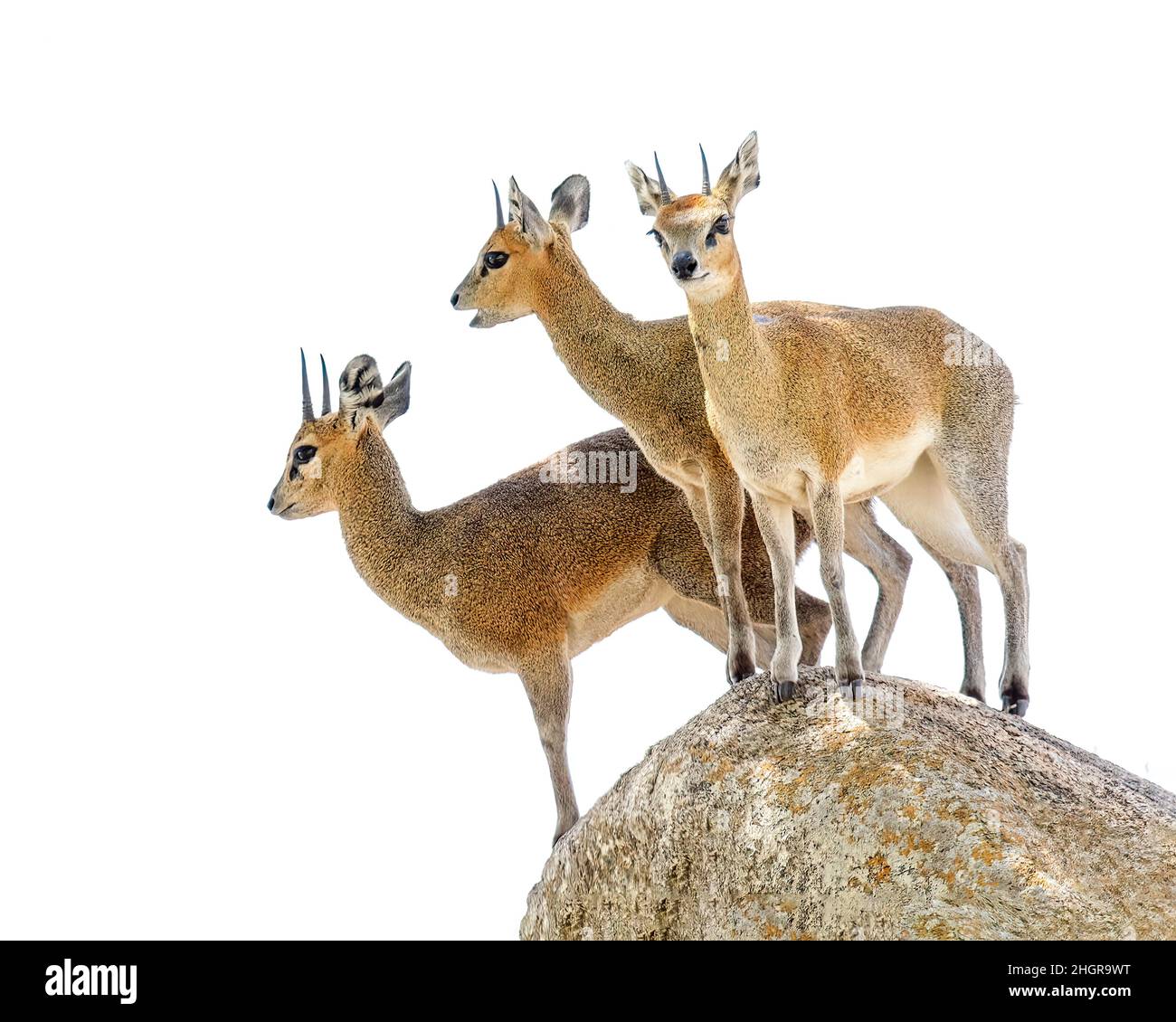Three Klipspringers (Oreotragus oreotragus) standing on a kopje ...