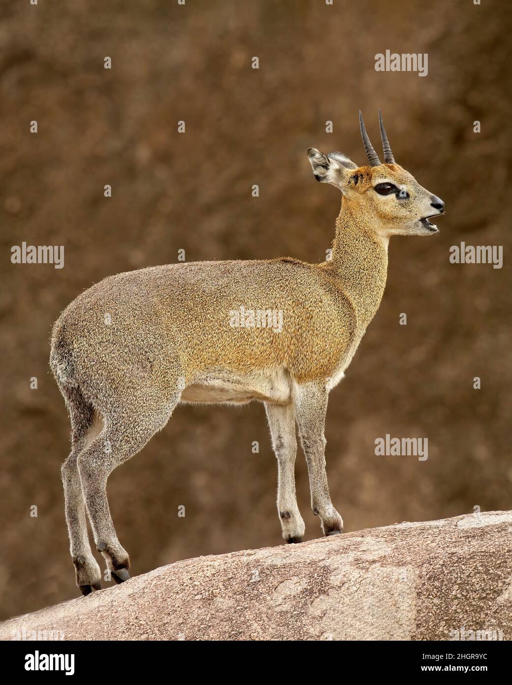 African kopje hi-res stock photography and images - Alamy