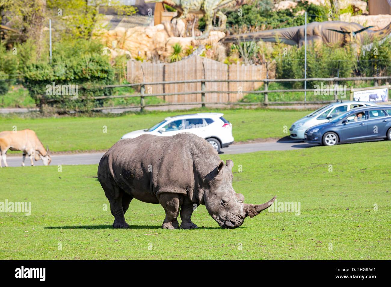 Close up shot of the Indian Rhinoceros in the beautiful West Midland ...