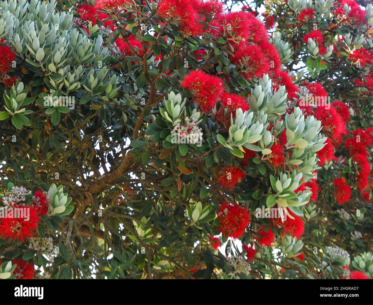 Native new zealand hedge hi-res stock photography and images - Alamy