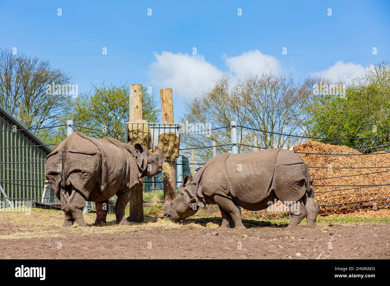 Close up shot of the Indian Rhinoceros in the beautiful West Midland ...