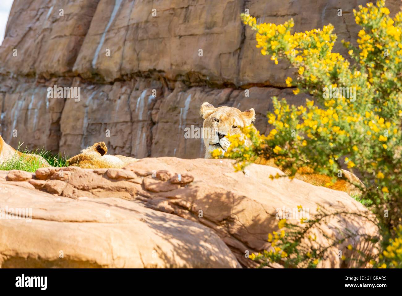 Close up shot of Lion in the beautiful West Midland Safari Park at ...