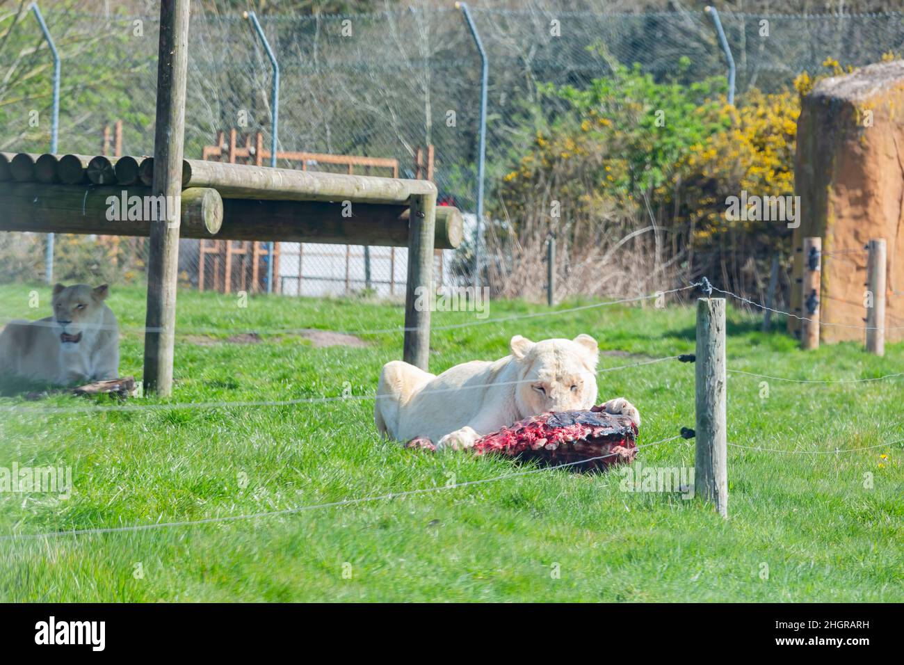 Bengal tiger eating hi-res stock photography and images - Alamy