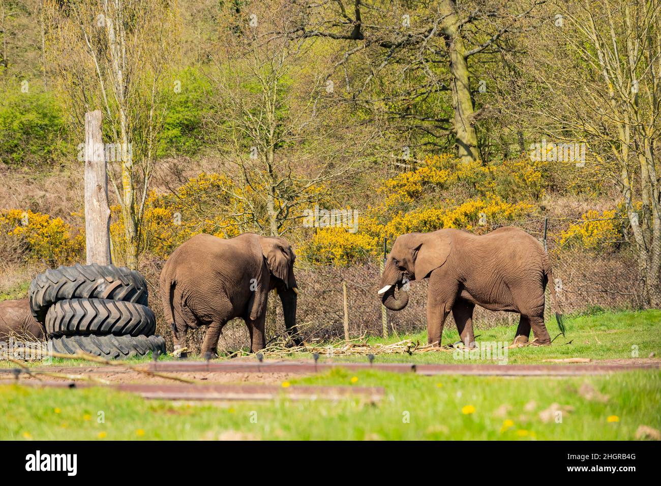Close up shot of cute African forest elephant in the beautiful West ...