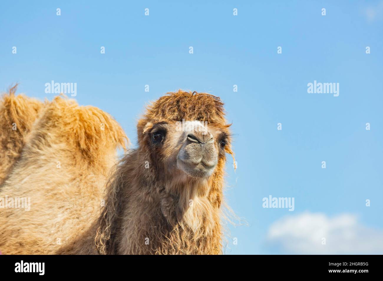 Close up shot of cute Bactrian camel in West Midland Safari Park at ...