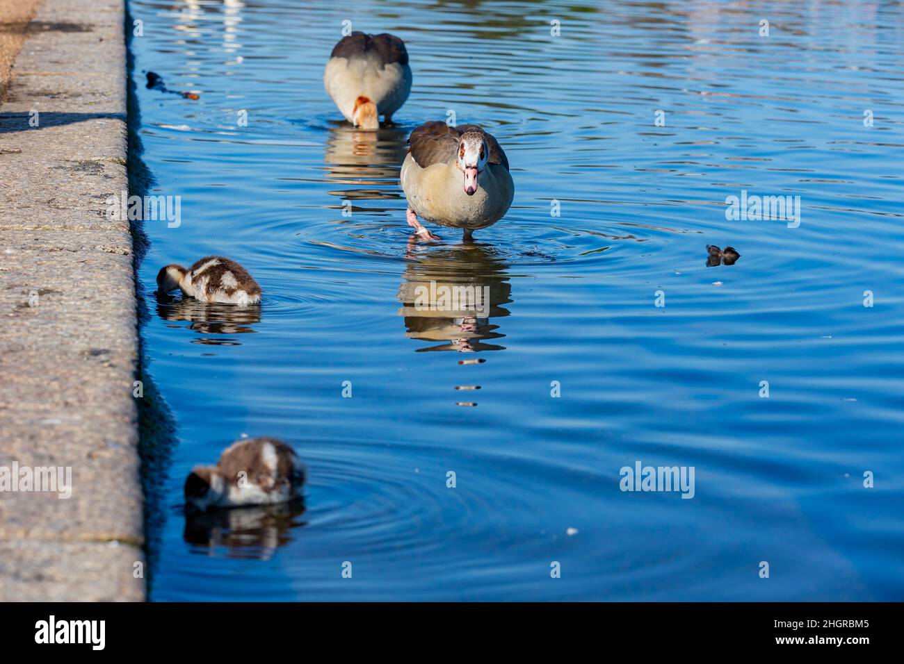 Close up shot of cute Egyptian goose with its child in Hyde Park at ...
