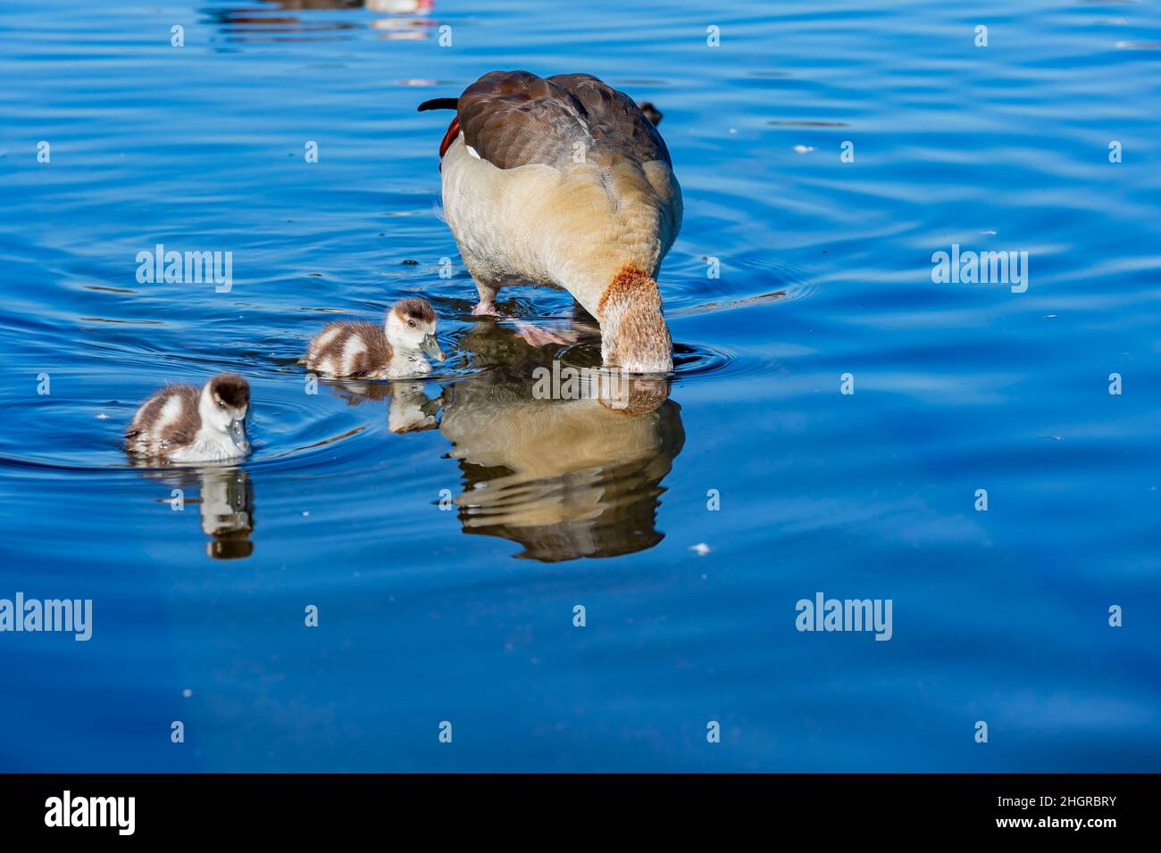 Close up shot of cute Egyptian goose with its child in Hyde Park at ...