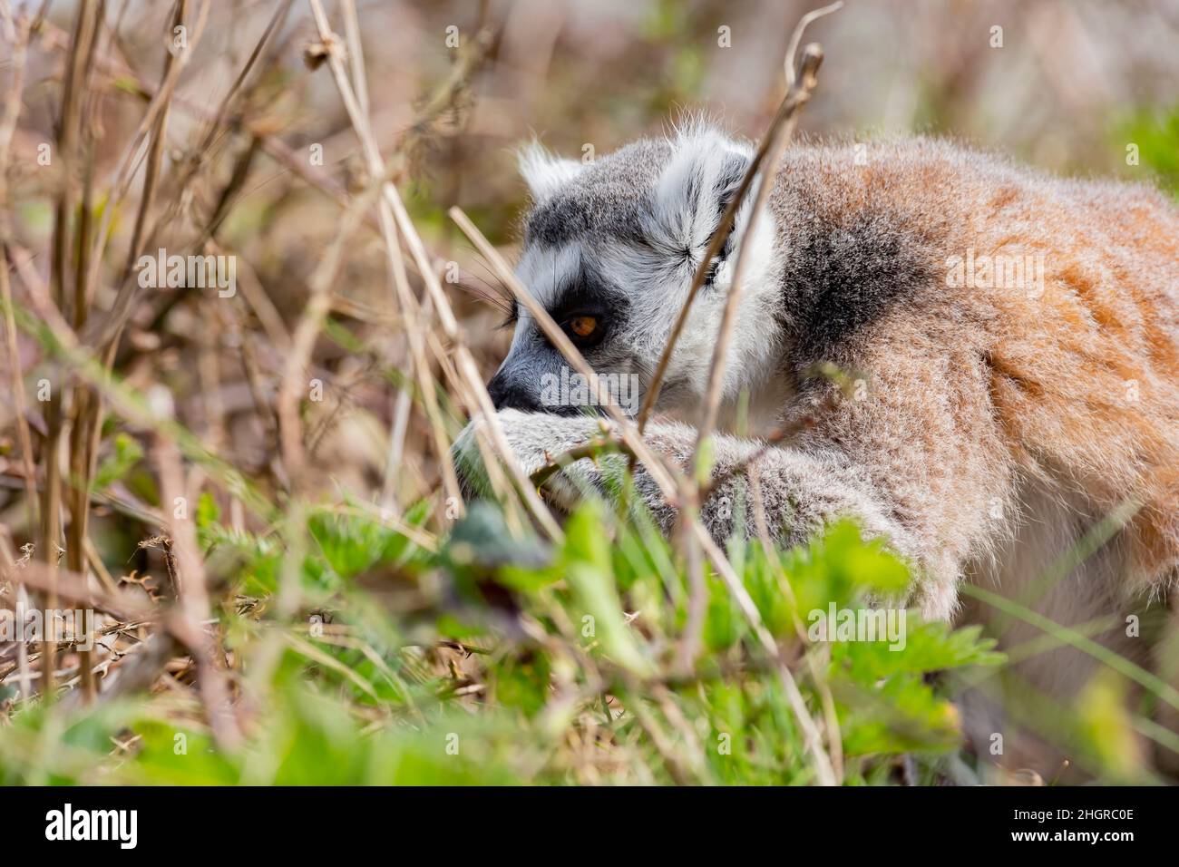Close up shot of the Ring Tailed Lemur in the beautiful West Midland ...