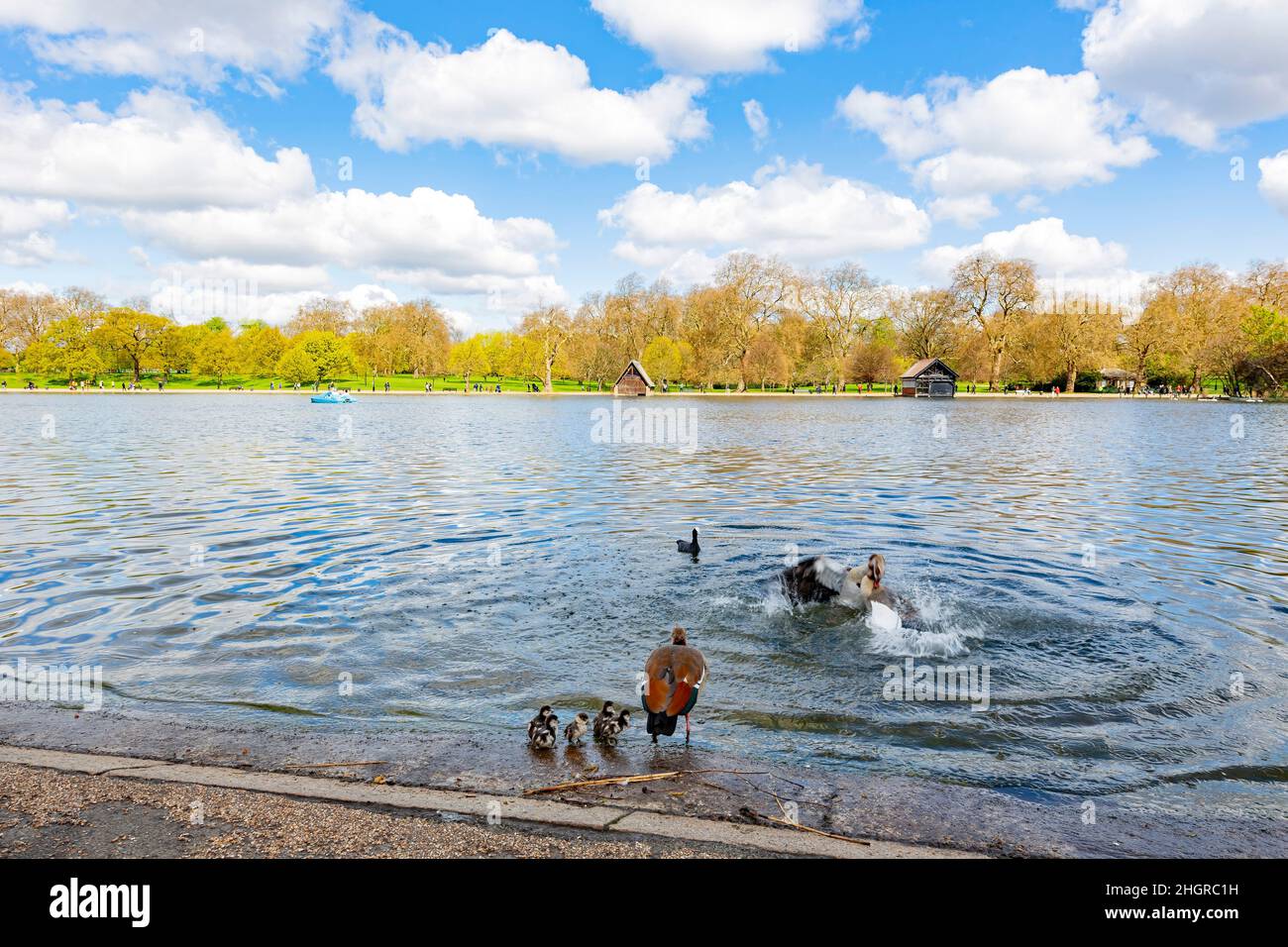 Close up shot of cute Egyptian goose with its child and two goose ...