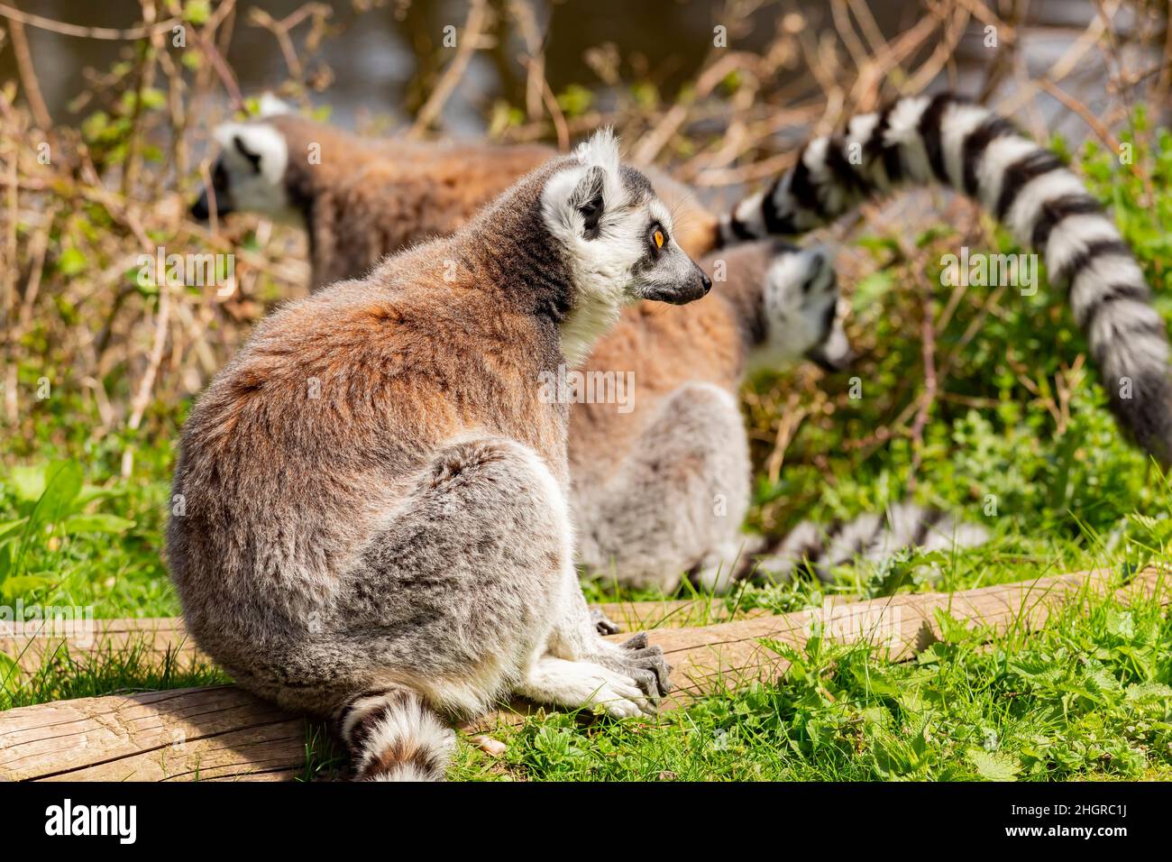 Close up shot of the Ring Tailed Lemur in the beautiful West Midland ...