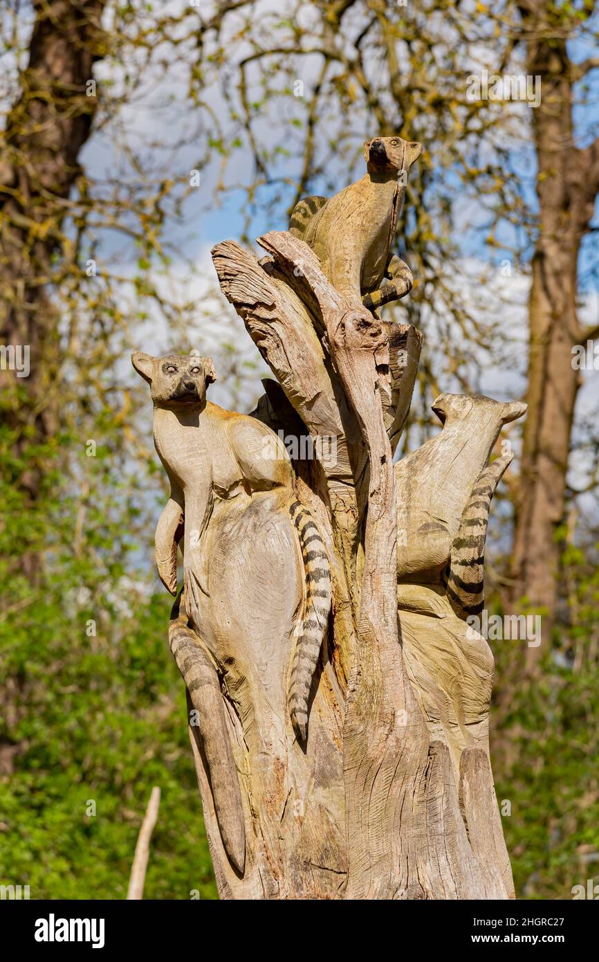 Close up shot of Ring Tailed Lemur wooden sculpture in the beautiful ...