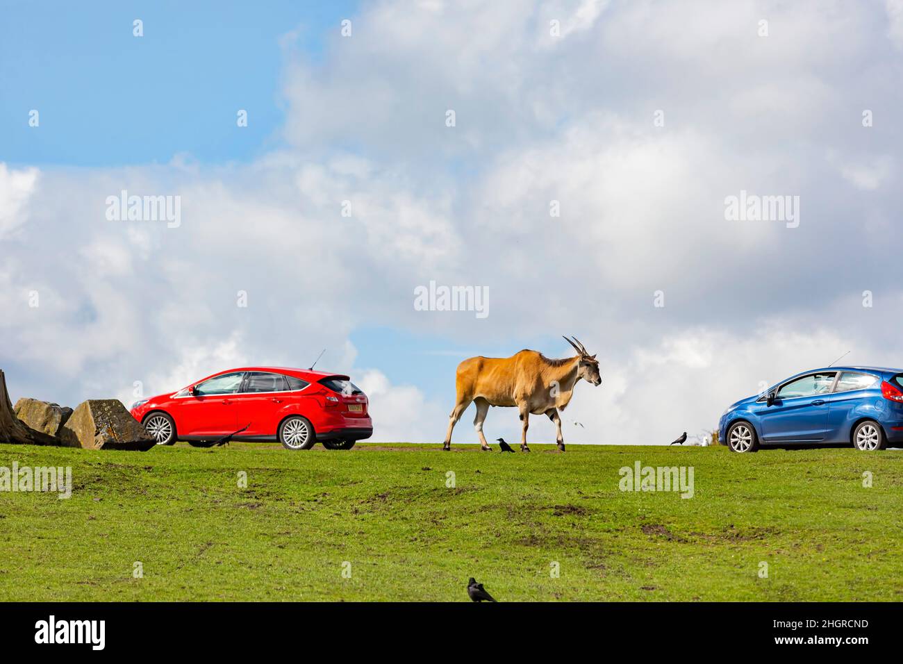 Safari vehicle in common eland hi-res stock photography and images - Alamy