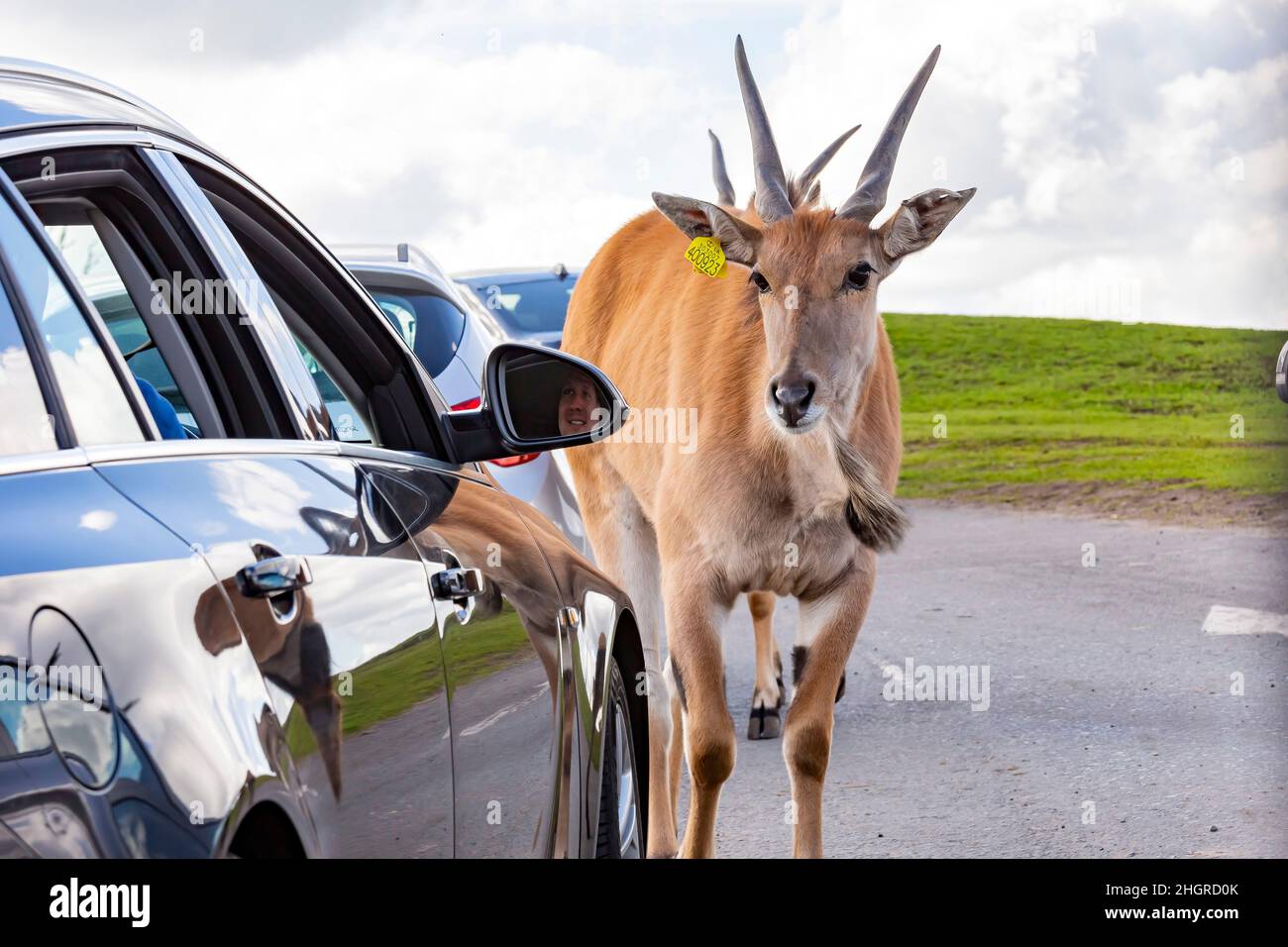 Spring Grove, APR 23 2016 - Close up shot of antelope walking in the ...