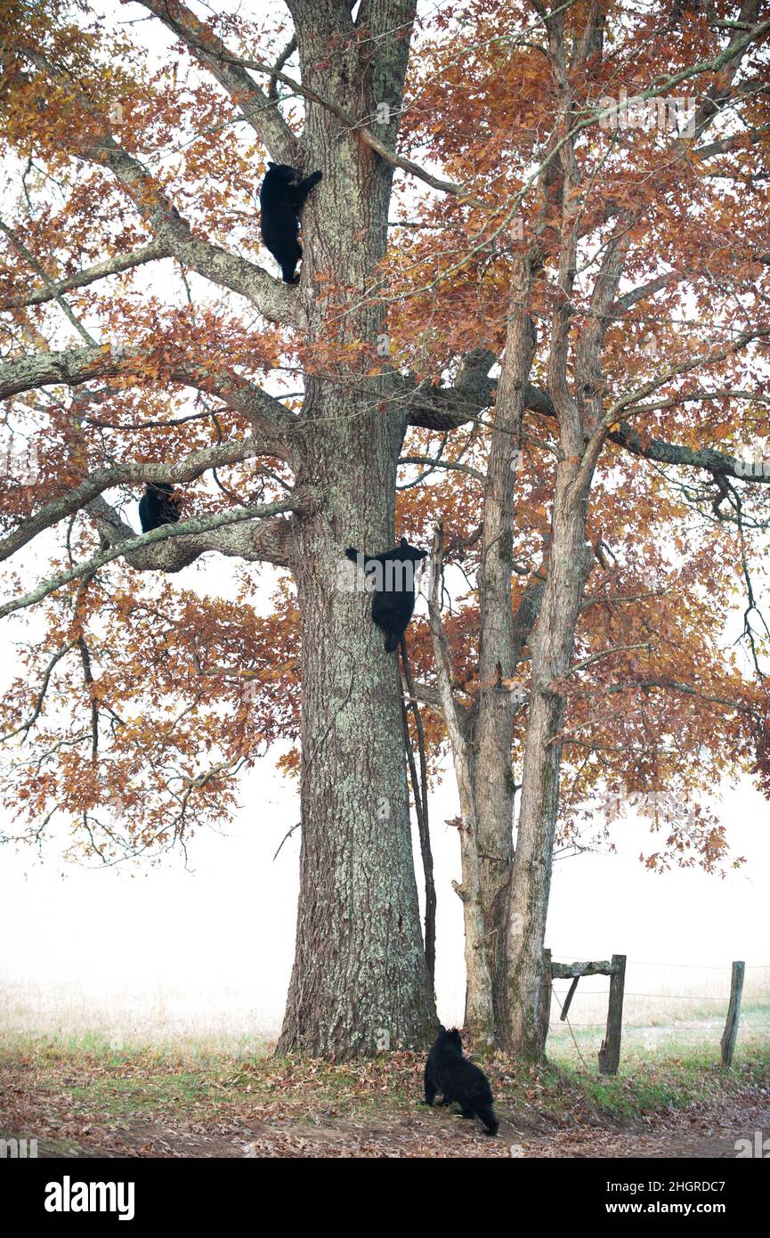 Black Bear Cubs Tree Hi Res Stock Photography And Images Alamy