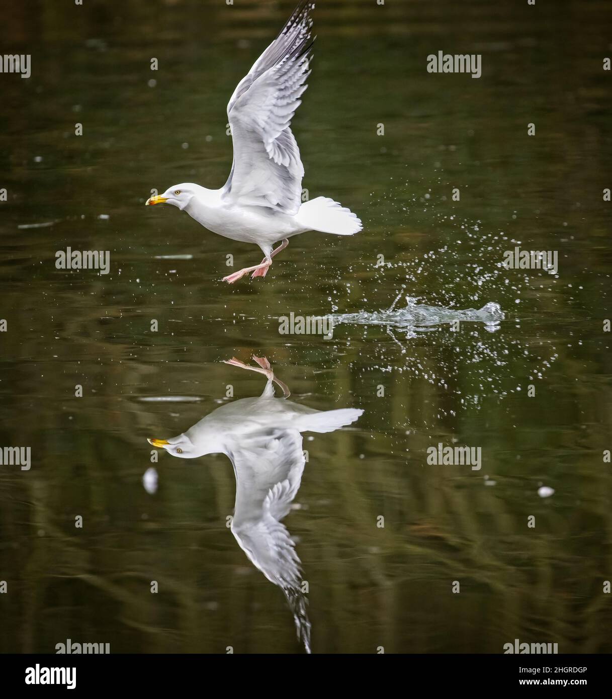 Close up of Seagull flying low over frozen water with mirror image ...