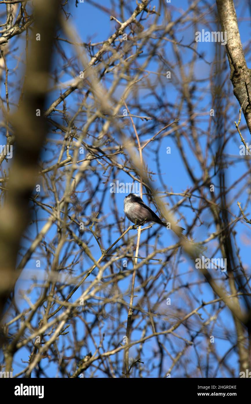 Hidden Bird In Tree Branches Stock Photo - Alamy