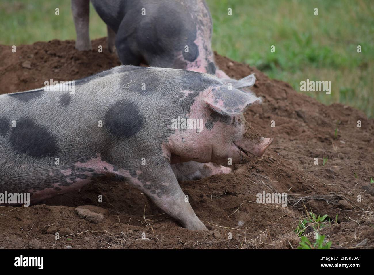 a Pig stretches on an Outdoor pen Stock Photo - Alamy