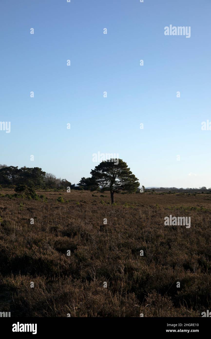 Heathland Landscape In The New Forest Stock Photo - Alamy