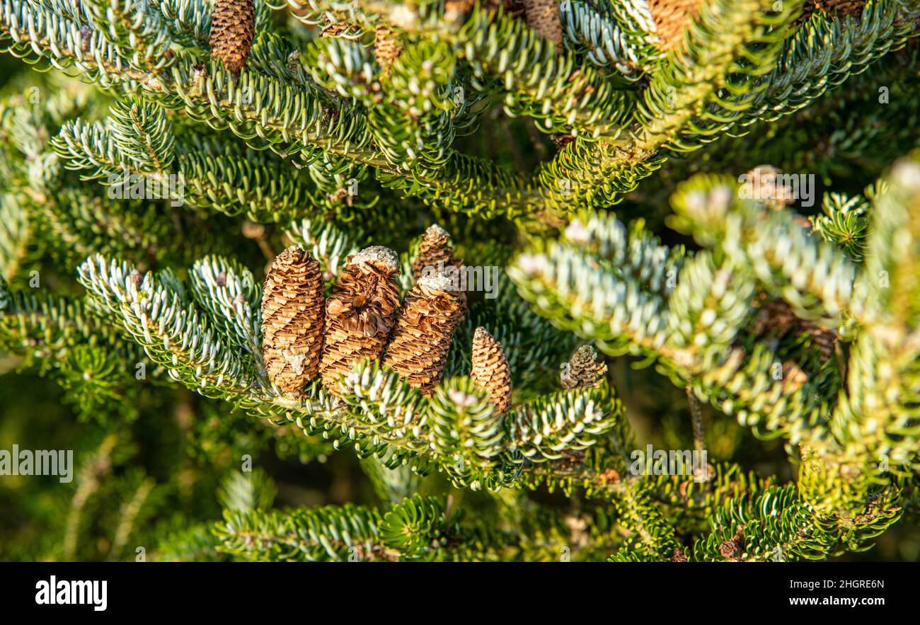 Cones on a green conifer tree, natural cones Stock Photo - Alamy