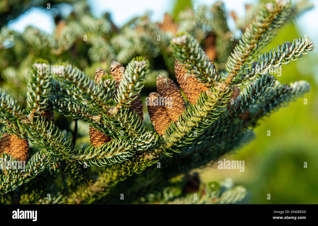 Cones on a green conifer tree, natural cones Stock Photo - Alamy