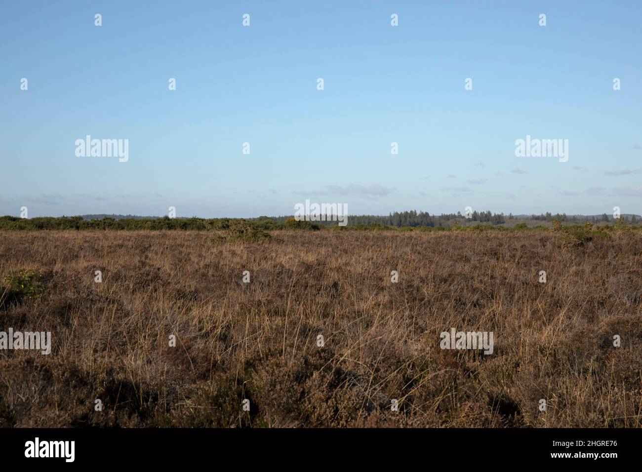 Heathland Landscape In The New Forest Stock Photo - Alamy