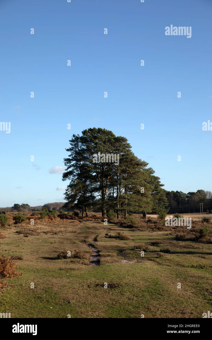 Heathland wildlife hi-res stock photography and images - Alamy