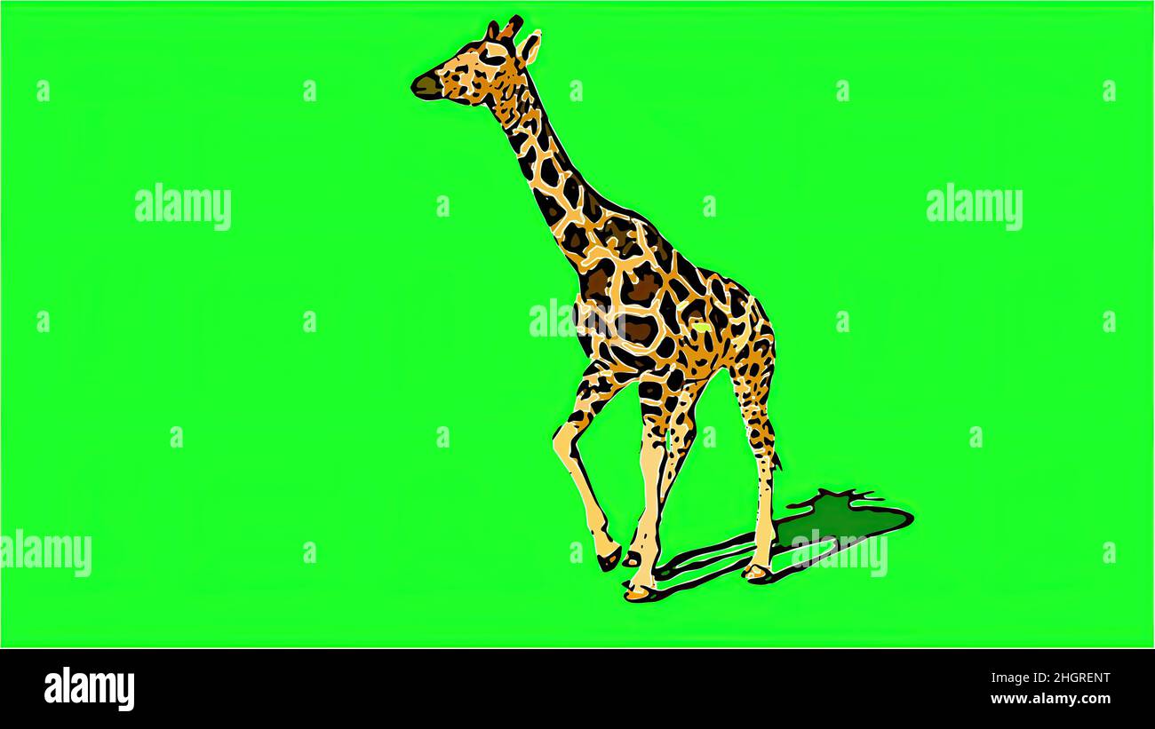3d illustration - giraffe walking on green screen Stock Photo - Alamy