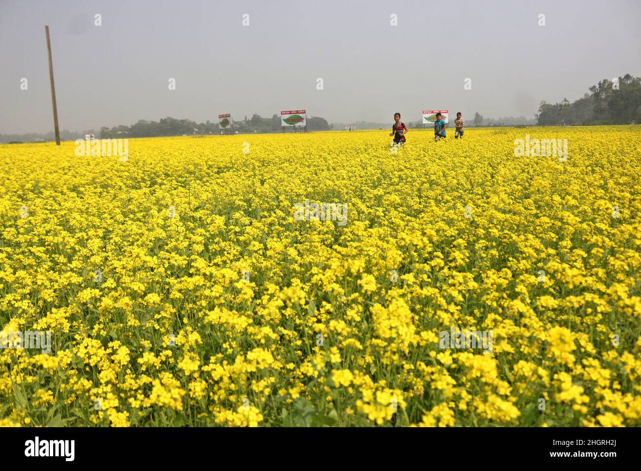 JANUARY 22,2022,DHAKA,BANGLADESH- Children are playing in the mustard ...